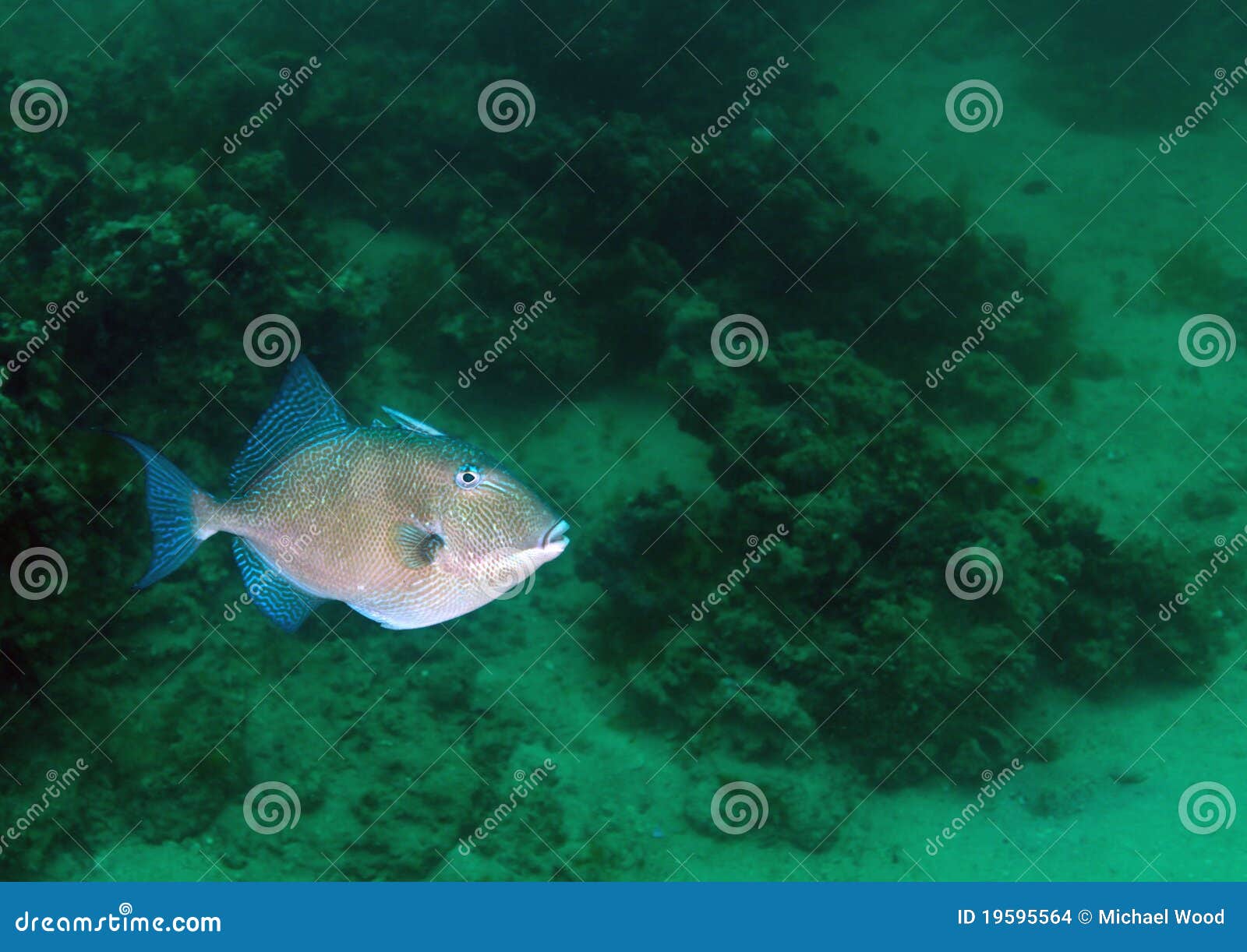 Grey Triggerfish - Cruising Stock Photo - Image of underwater, color ...