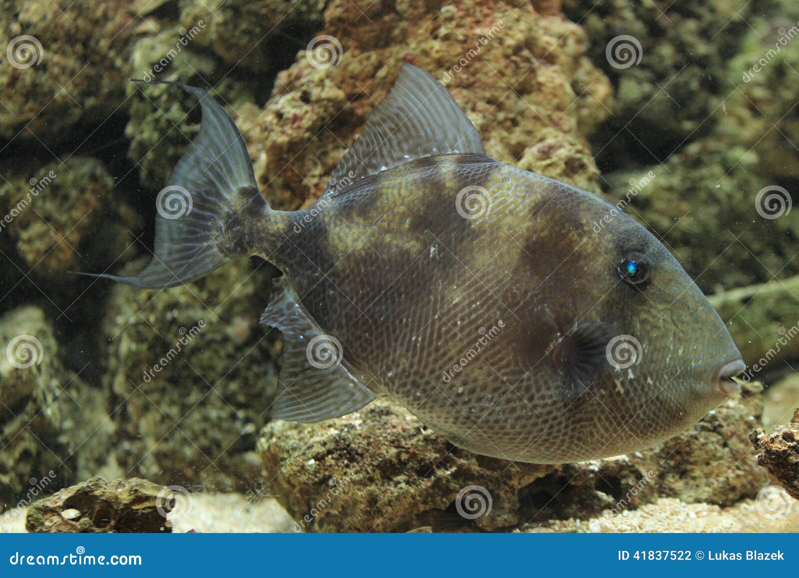 Grey triggerfish stock photo. Image of life, grey, atlantic - 41837522