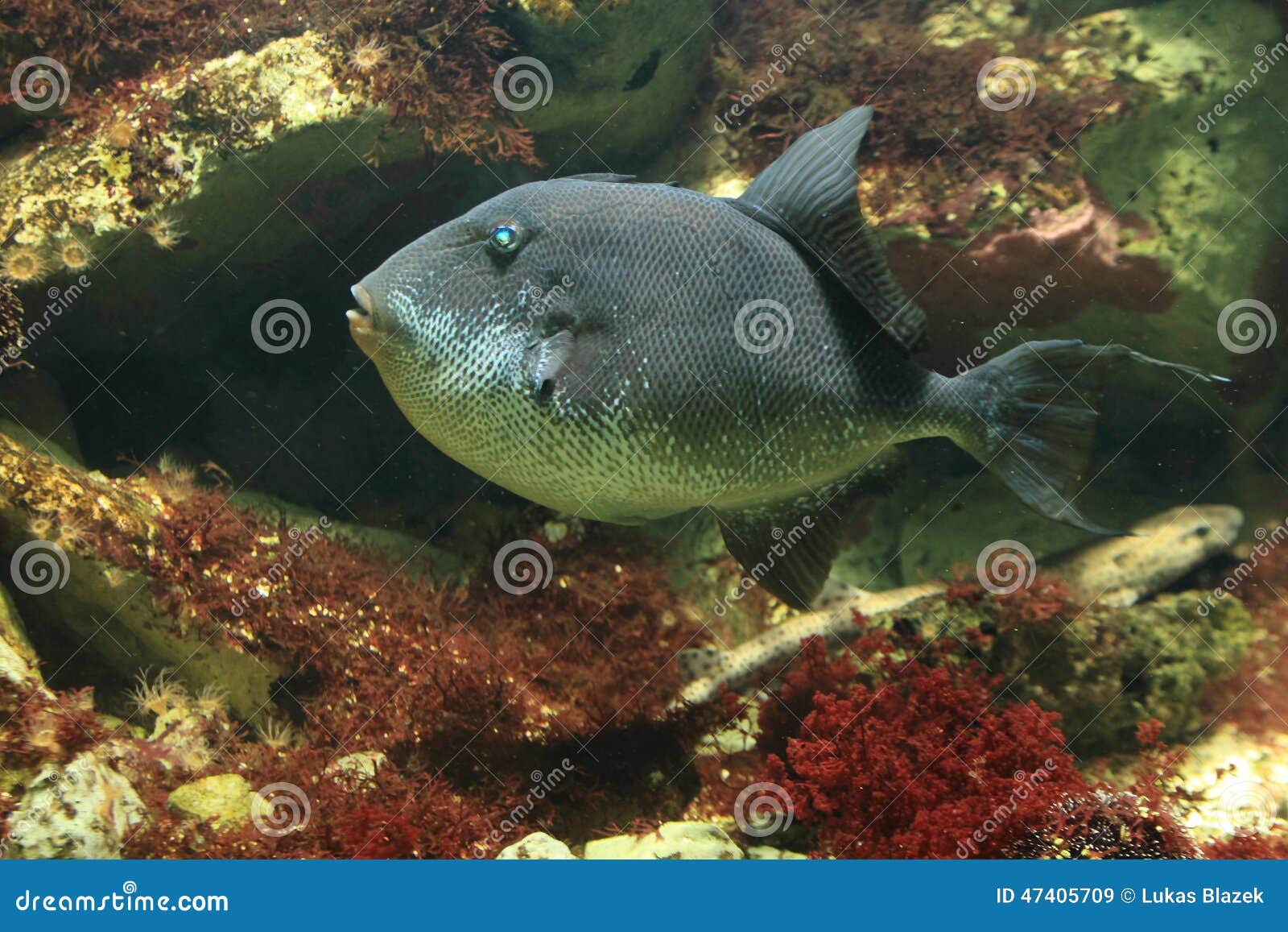 Grey triggerfish stock image. Image of balistes, life - 47405709