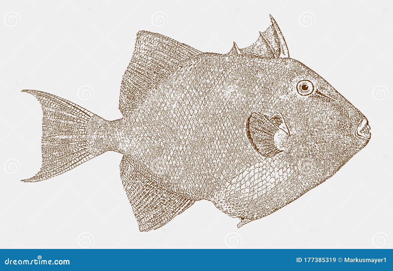 Gray Triggerfish Fish Gulf Of Mexico Cartoon Drawing Stock Illustration ...