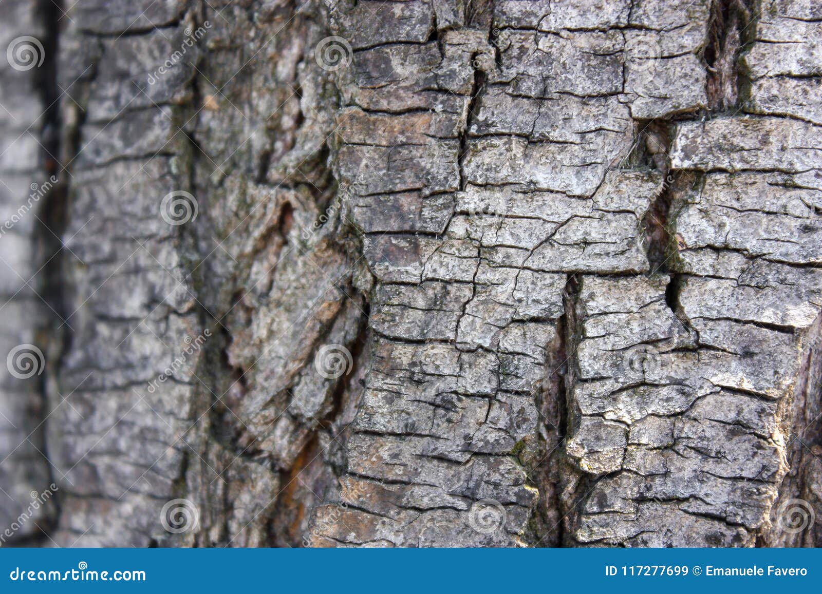 Grey Trunk Close Up with Blurry Background Stock Image - Image of ...