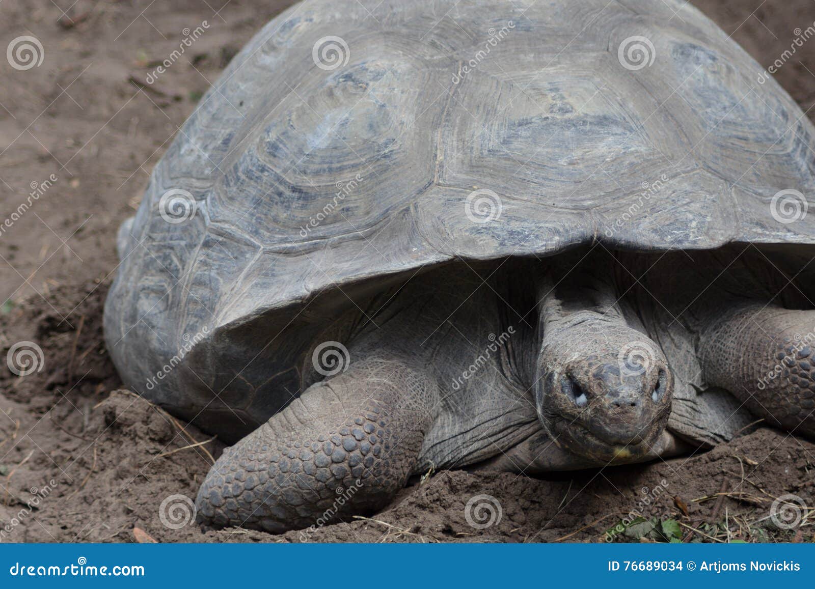 Grey Turtle stock photo. Image of climate, organism, earth - 76689034