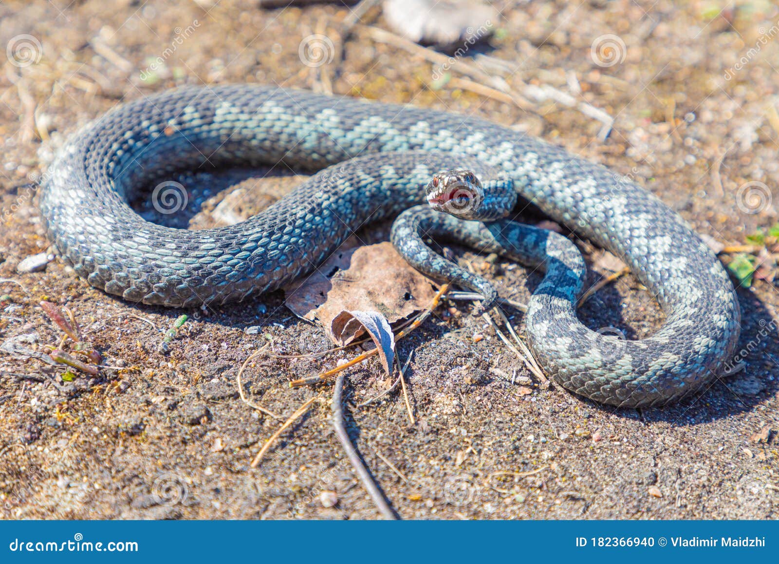 Grey Viper or Adder Venomous Snake in Attacking or Defencive Pose ...