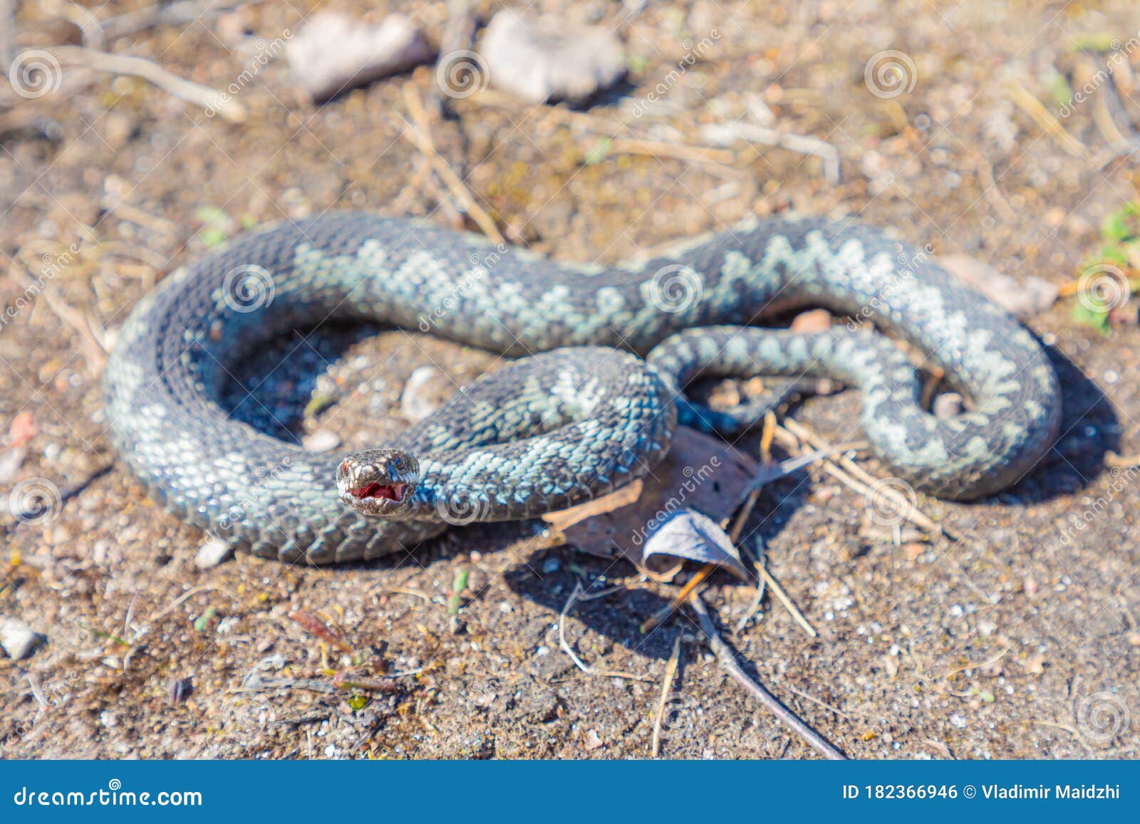 Grey Viper or Adder Venomous Snake in Attacking or Defencive Pose ...