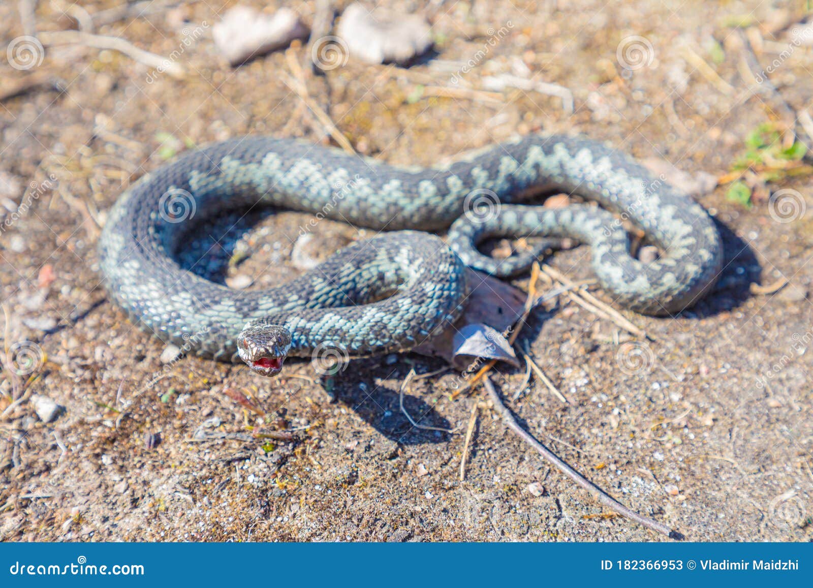 Grey Viper or Adder Venomous Snake in Attacking or Defencive Pose ...
