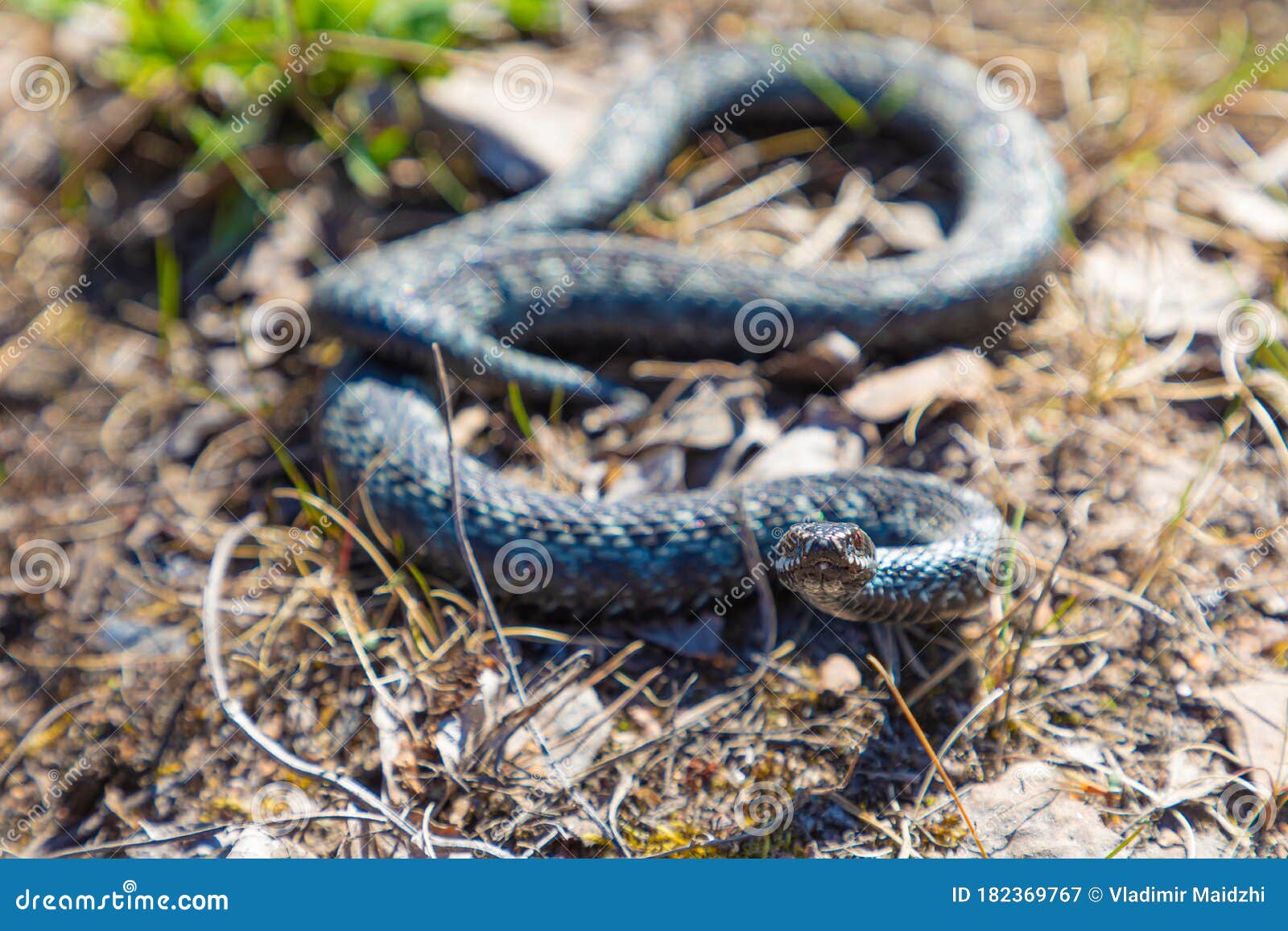 Grey Viper or Adder Venomous Snake in Attacking or Defencive Pose ...