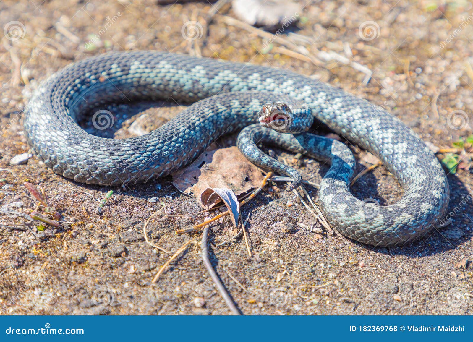 Grey Viper or Adder Venomous Snake in Attacking or Defencive Pose ...