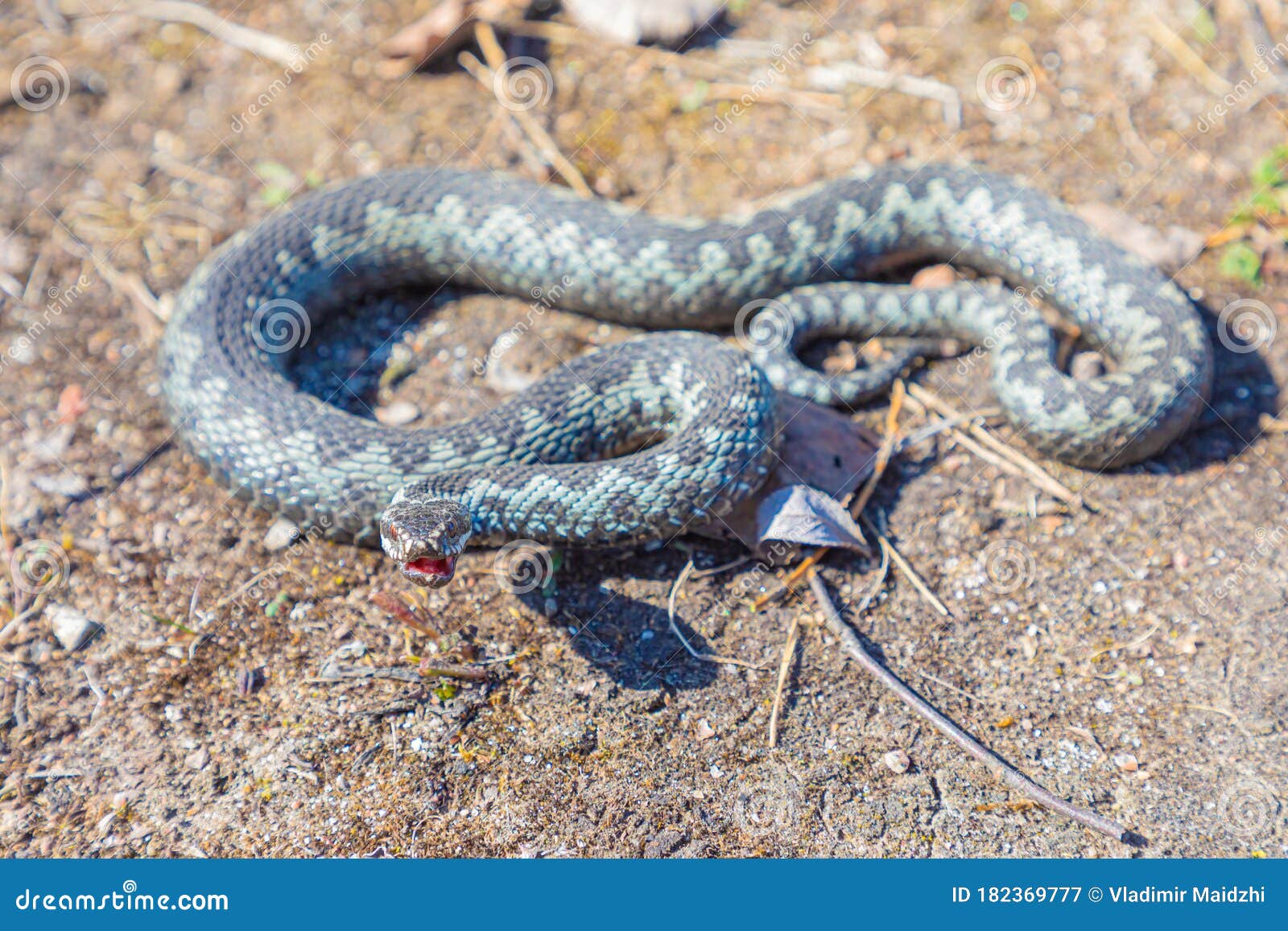 Grey Viper or Adder Venomous Snake in Attacking or Defencive Pose ...