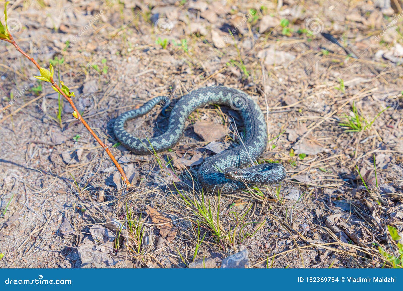 Grey Viper or Adder Venomous Snake in Attacking or Defencive Pose ...