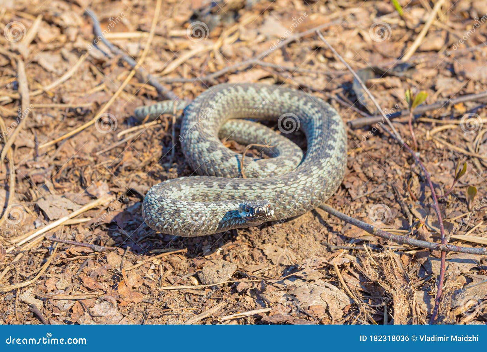 Grey Viper or Adder Venomous Snake in Attacking or Defencive Pose ...