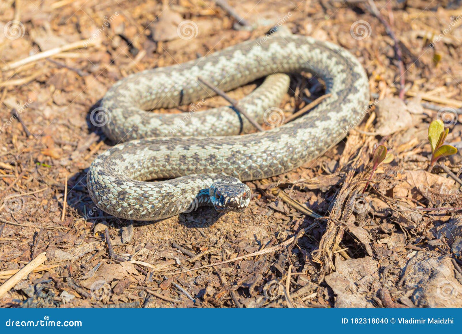 Grey Viper or Adder Venomous Snake in Attacking or Defencive Pose ...