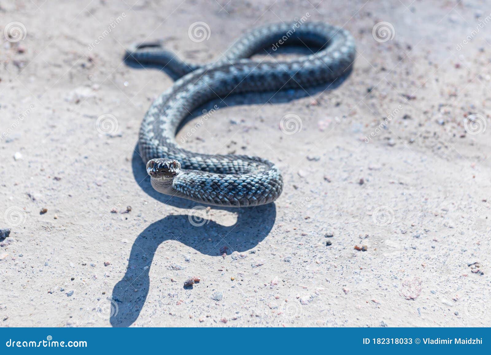 Grey Viper or Adder Venomous Snake in Attacking or Defencive Pose ... Grey Viper or Adder Venomous Snake in Attacking or Defencive Pose ...