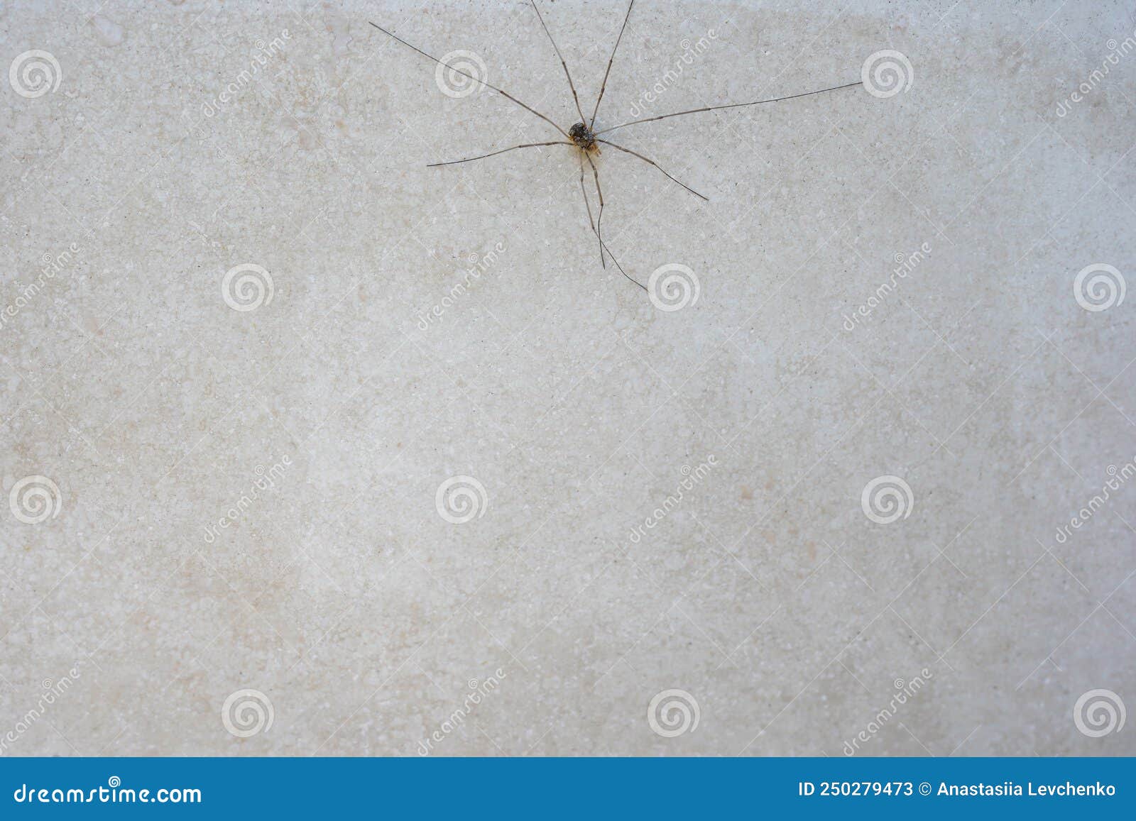 Grey Wall with Spider, Background with Copy Space. Concrete Texture ...