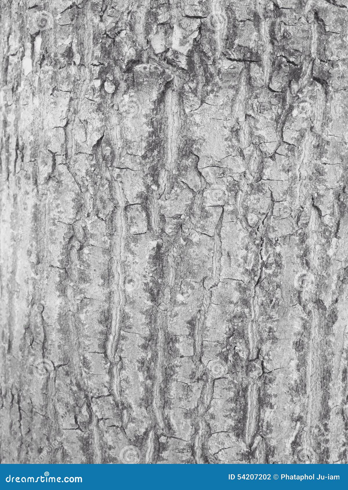 Grey wallpaper wood skin stock photo. Image of bark, wallpaper - 54207202