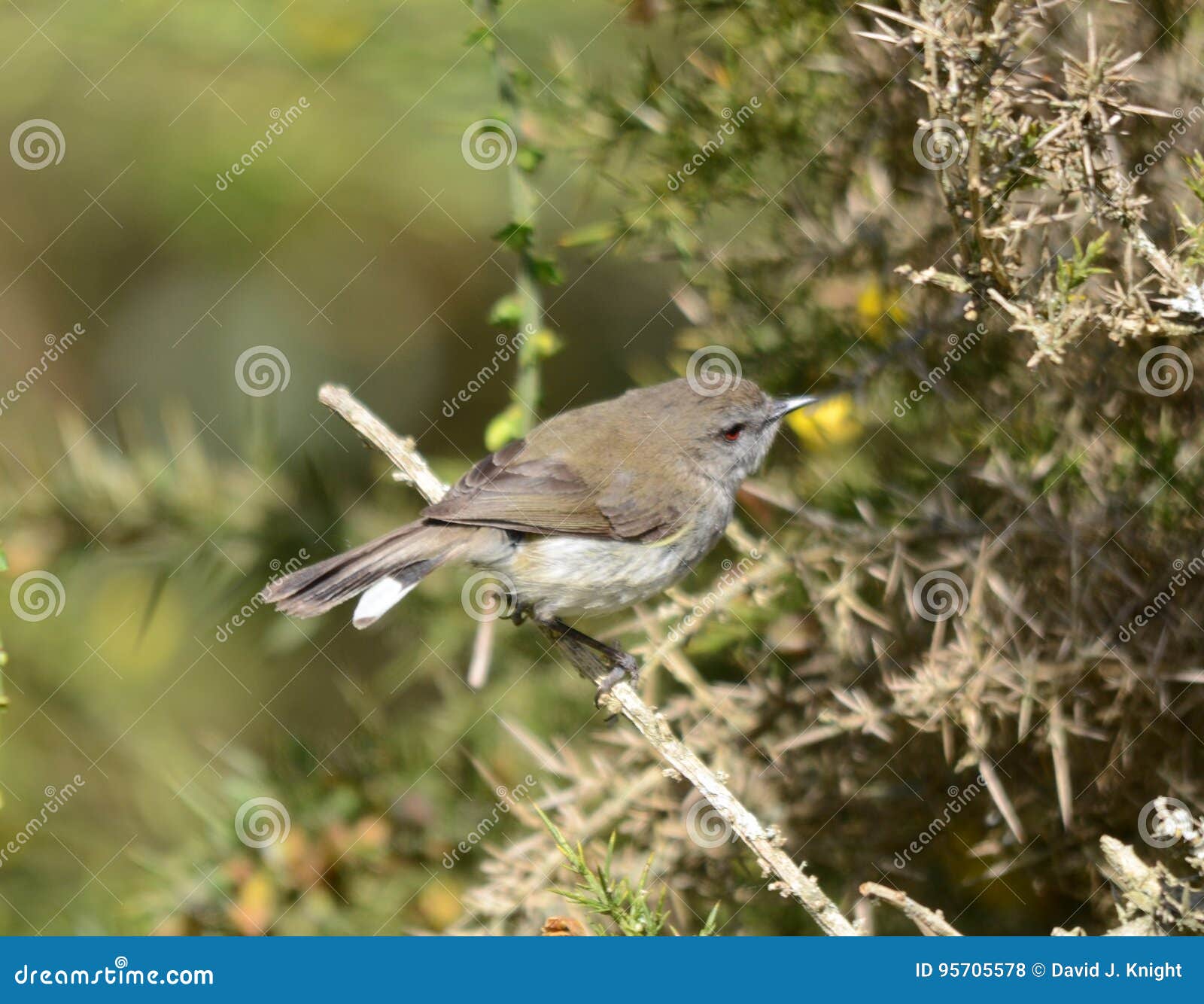GREY WARBLER stock photo. Image of green, background - 95705578