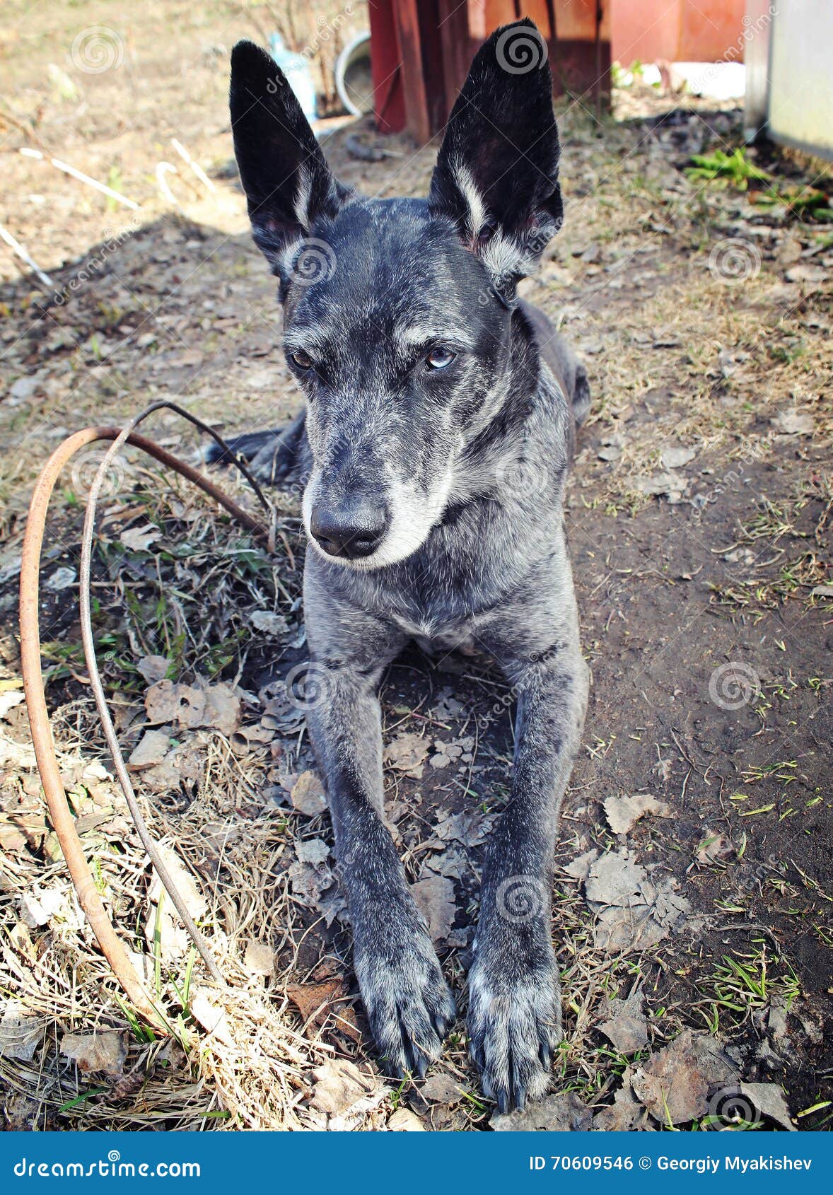 Grey watchdog stock photo. Image of ears, cute, heat - 70609546