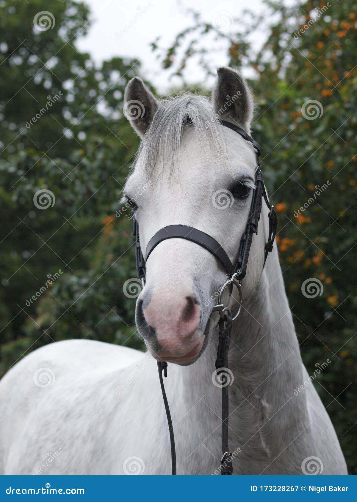 Grey Welsh Pony stock image. Image of animal, eyes, pony - 173228267