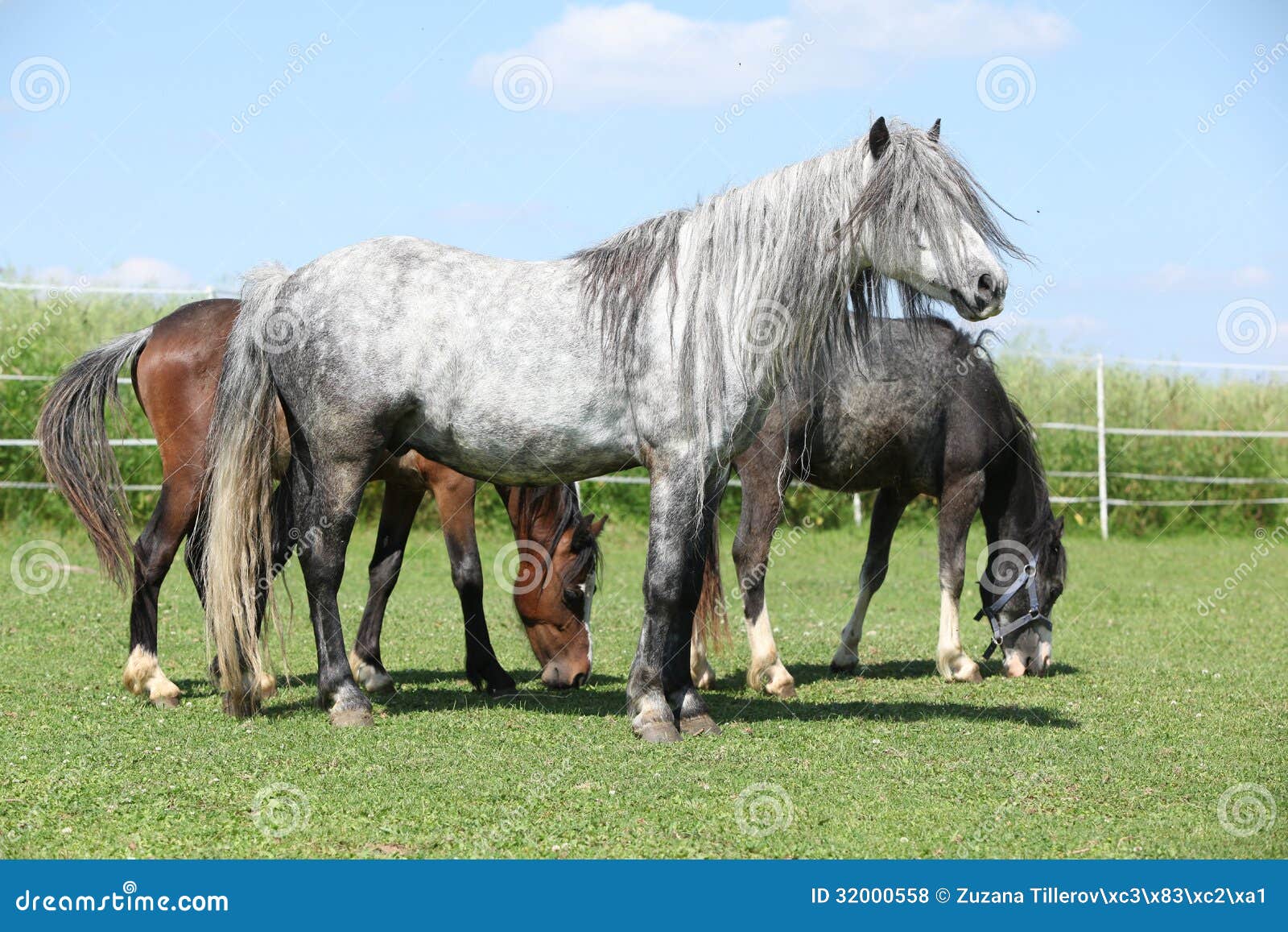 Grey Welsh Pony Standing on Pasturage Stock Photo - Image of colt ...