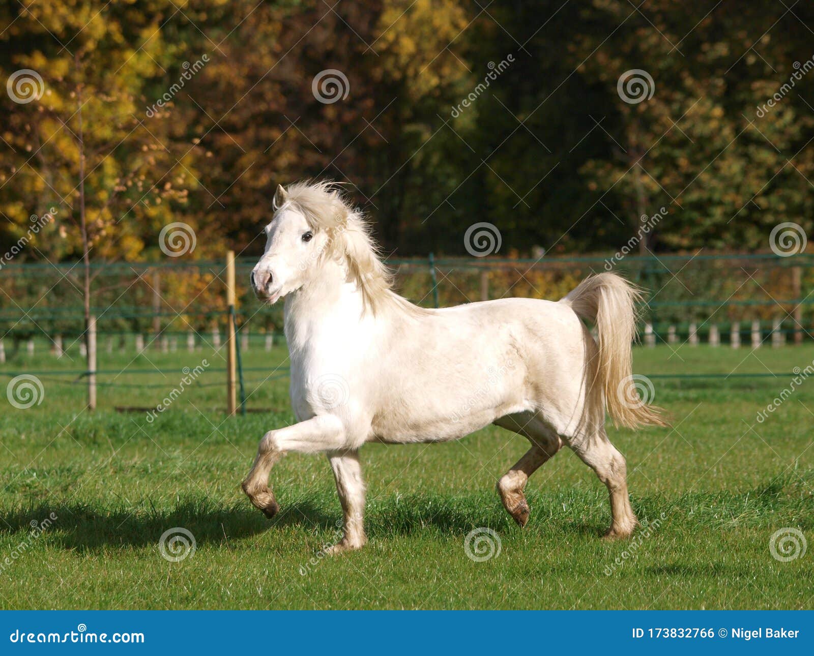 Welsh Stallion at Liberty stock photo. Image of pasture - 173832766