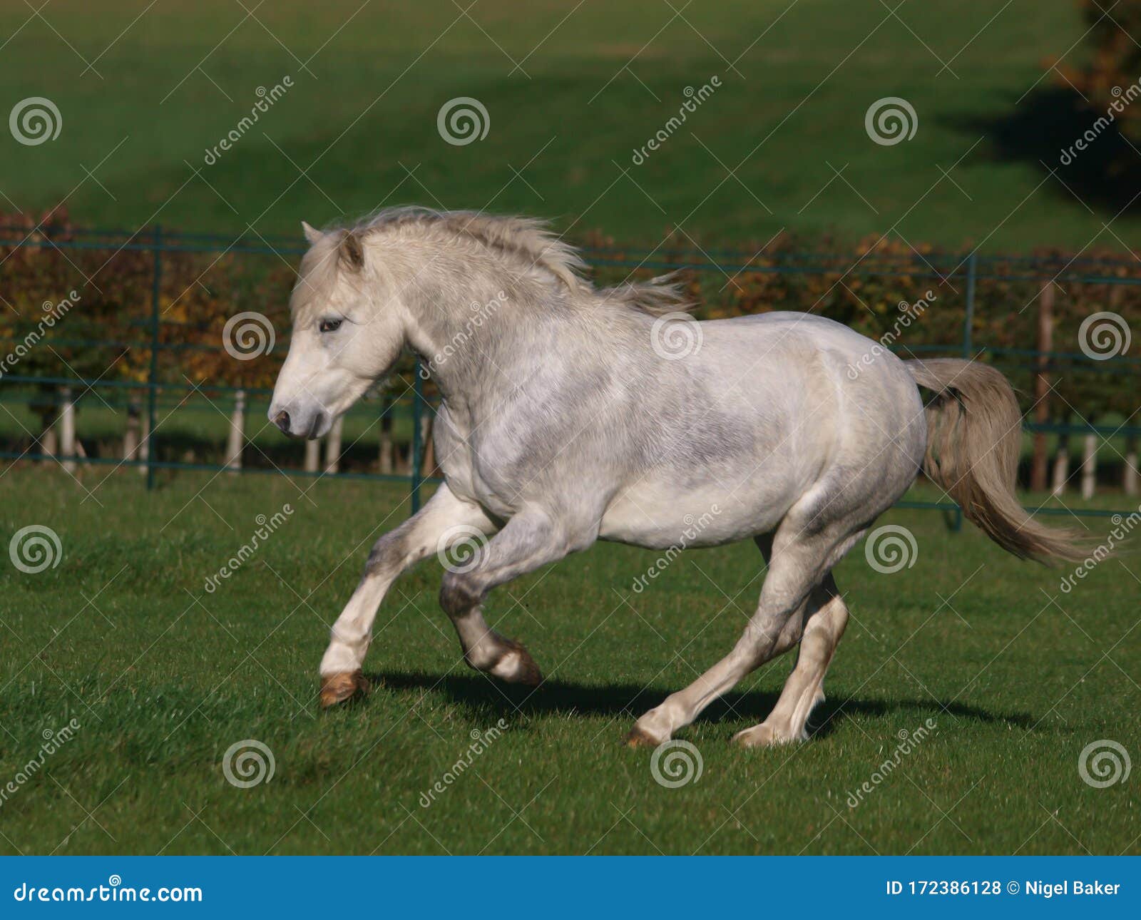 Grey Welsh Stallion stock photo. Image of horse, gallop - 172386128