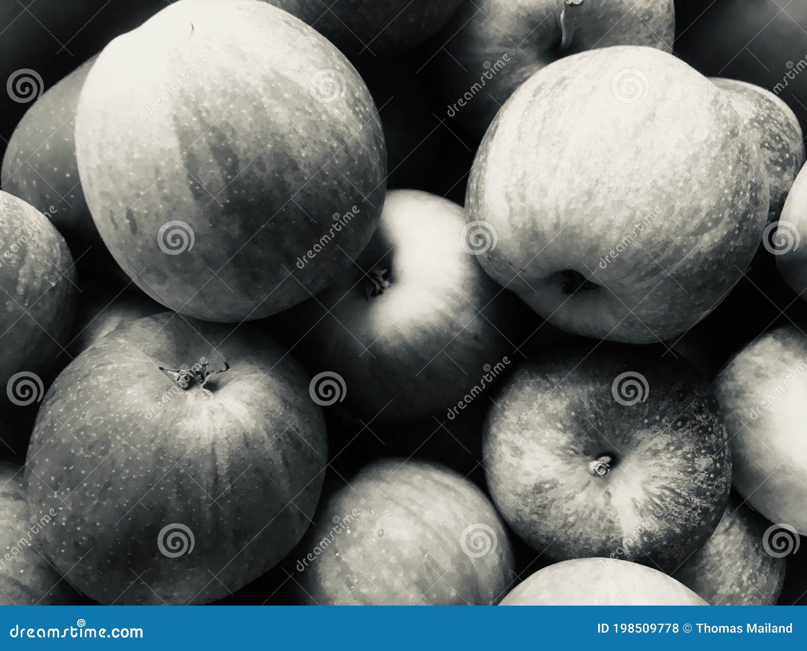 Grey and white apples stock photo. Image of fresh, harvest - 198509778