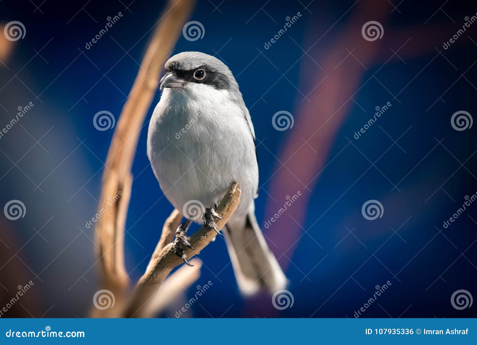 Grey and white bird stock photo. Image of color, bird - 107935336