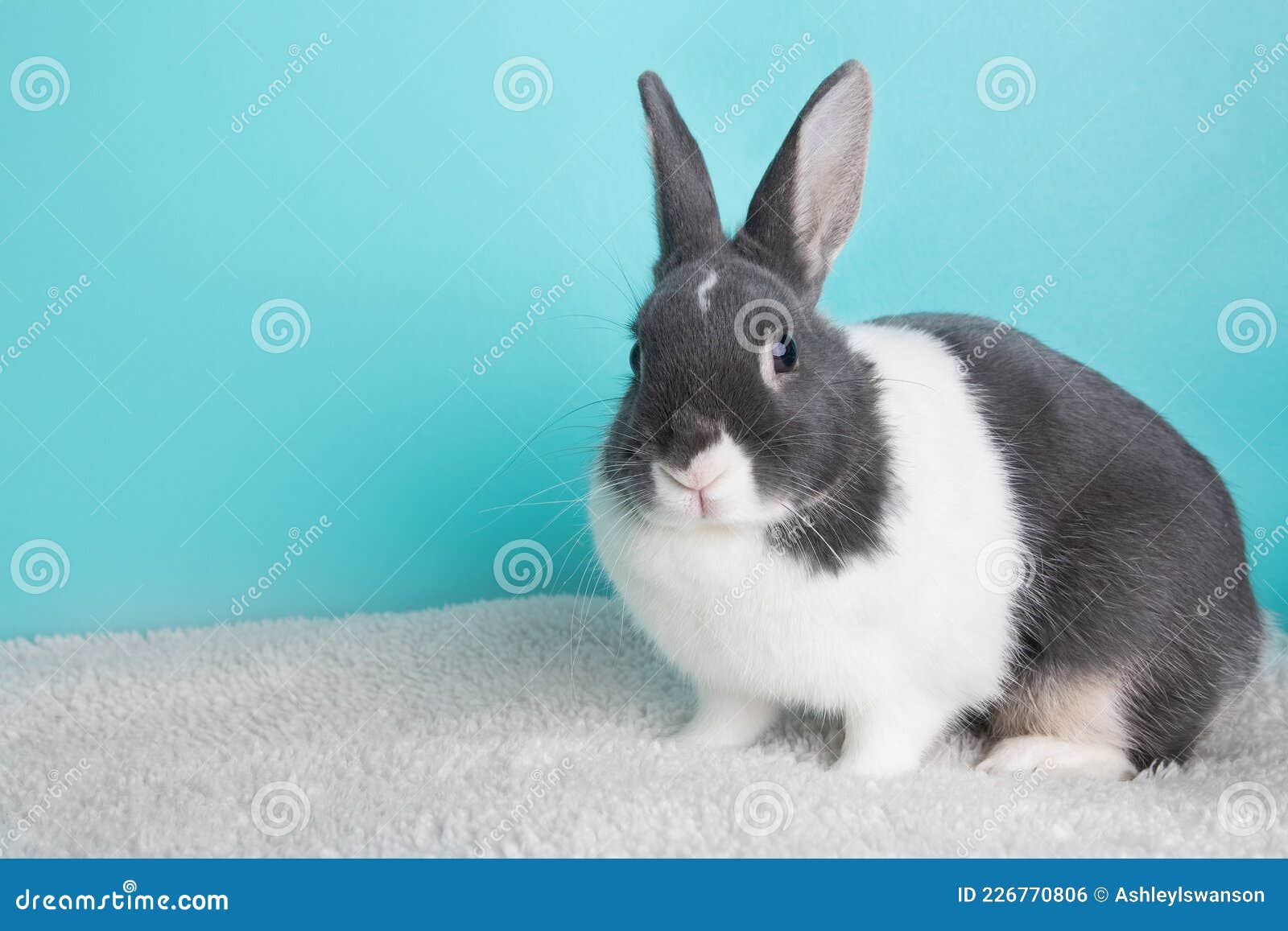Grey and White Bunny Rabbit Stock Photo - Image of small, soft: 226770806