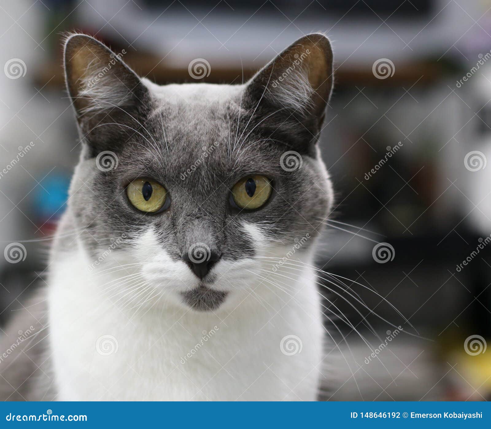 Grey and white cat stock photo. Image of white, grey - 148646192