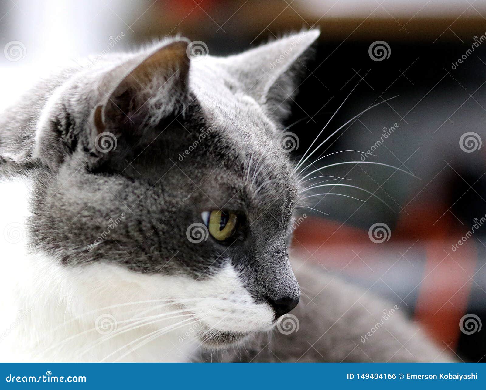 Grey and white cat stock photo. Image of yellow, serious - 149404166