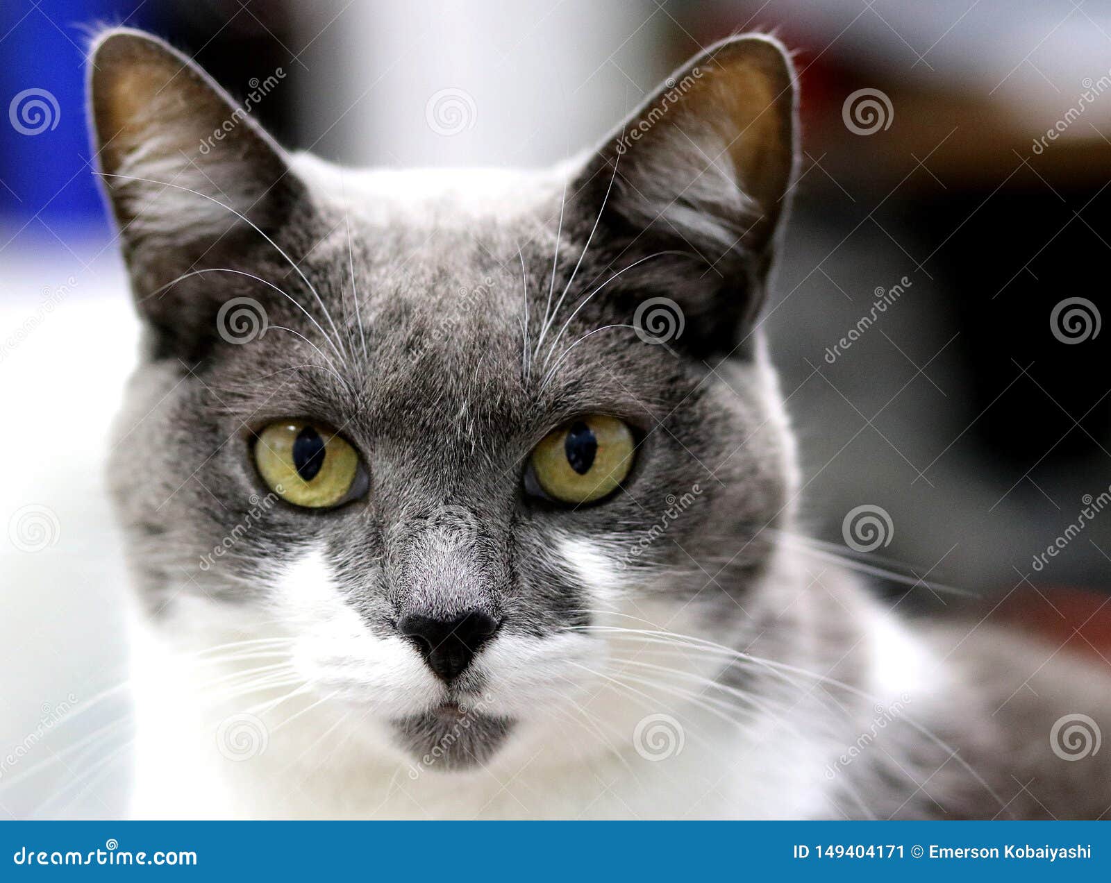 Grey and white cat stock image. Image of grey, serious - 149404171