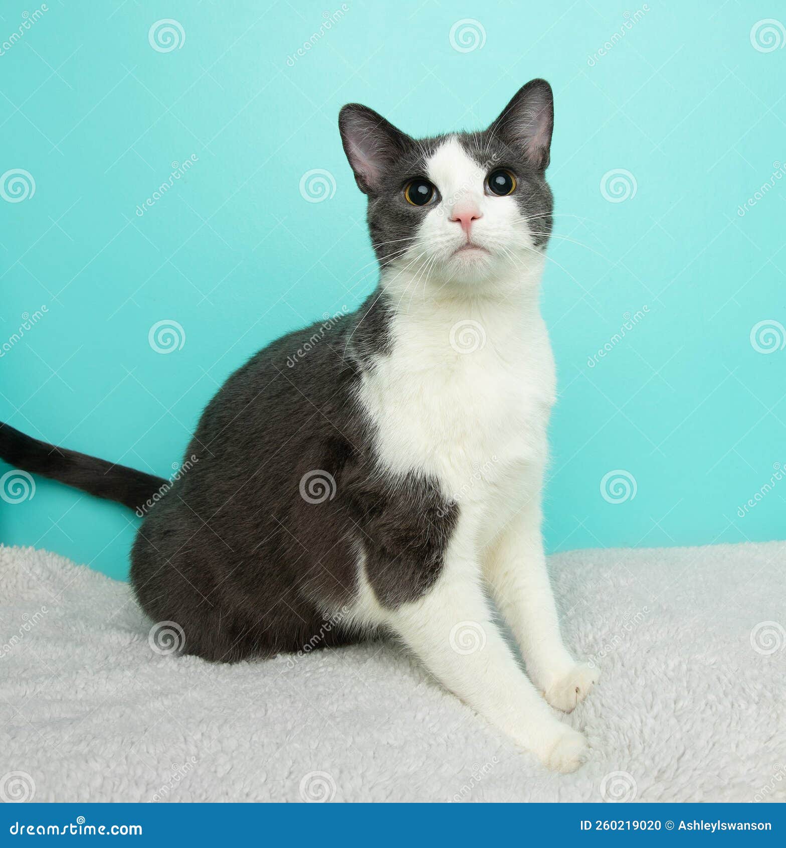 Grey and White Cat Sitting Down on a White Blanket Stock Photo - Image ...