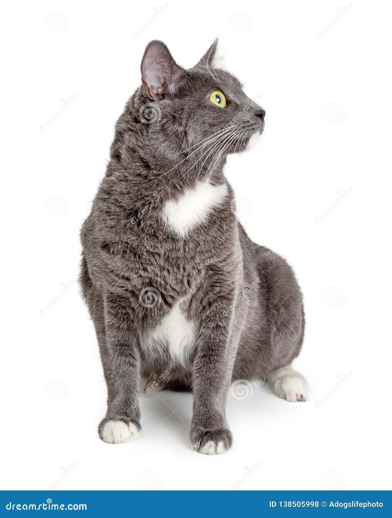 Grey and White Cat Sitting Looking Side Stock Photo - Image of animal ...