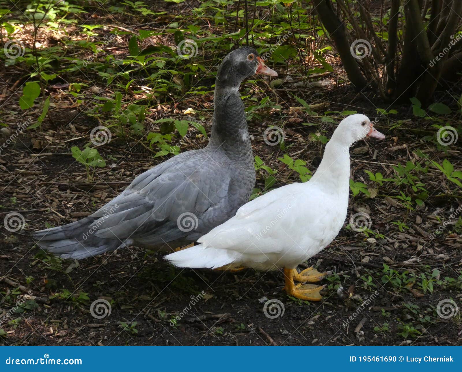 Geese couple stock photo. Image of couple, wildlife - 195461690