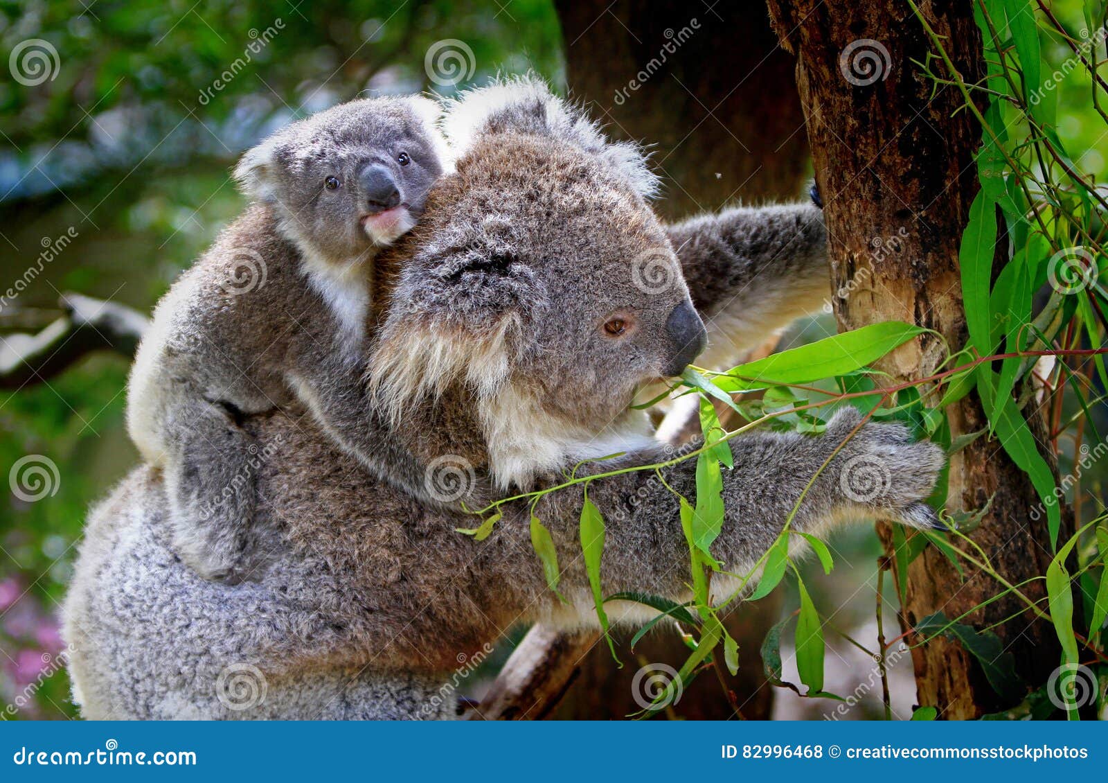 Grey And White Koala Bear Picture. Image: 82996468