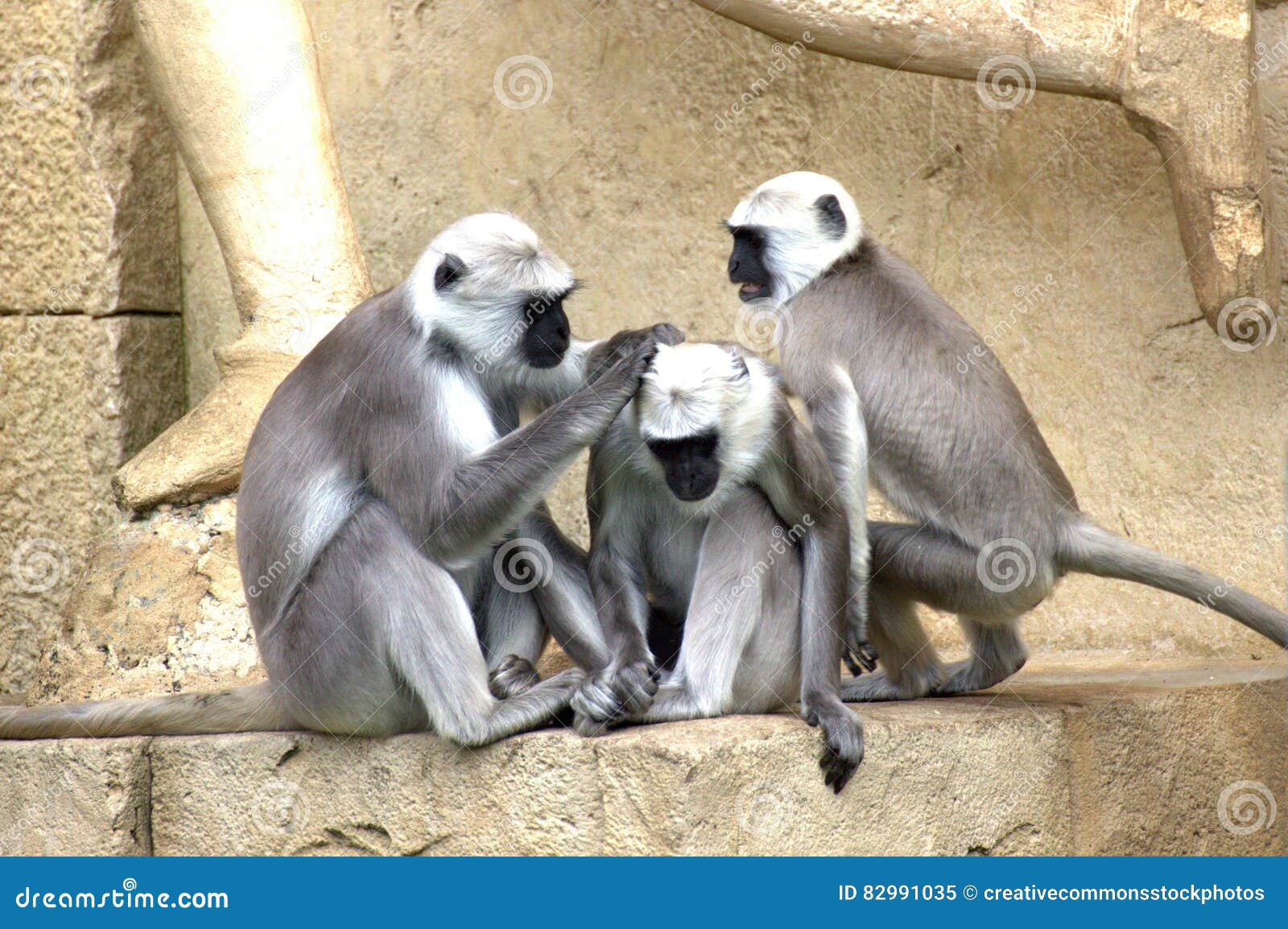Grey And White Monkey Picture. Image: 82991035