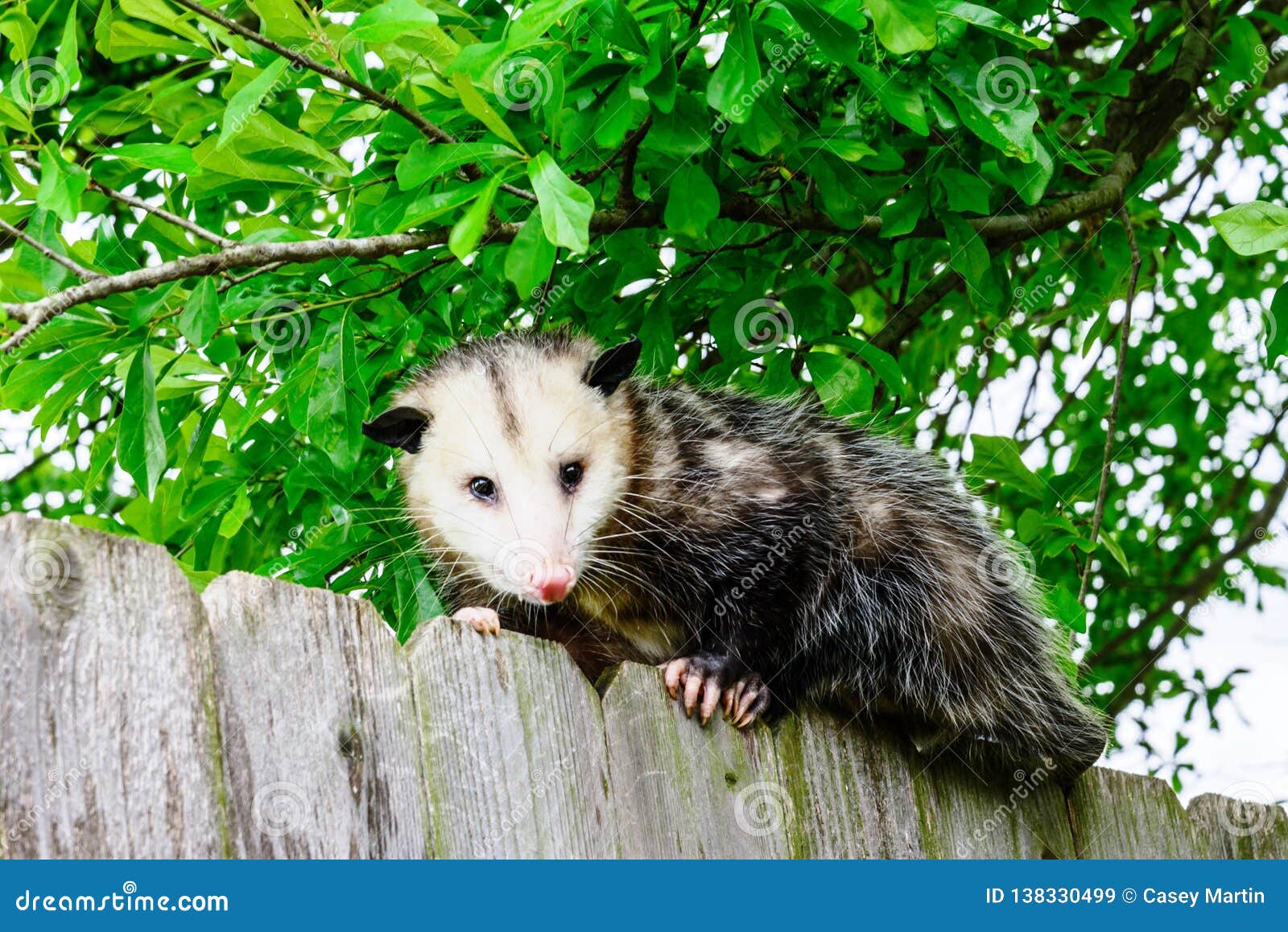 Grey and White Opossum on a Fence Stock Image - Image of possum, grey ...