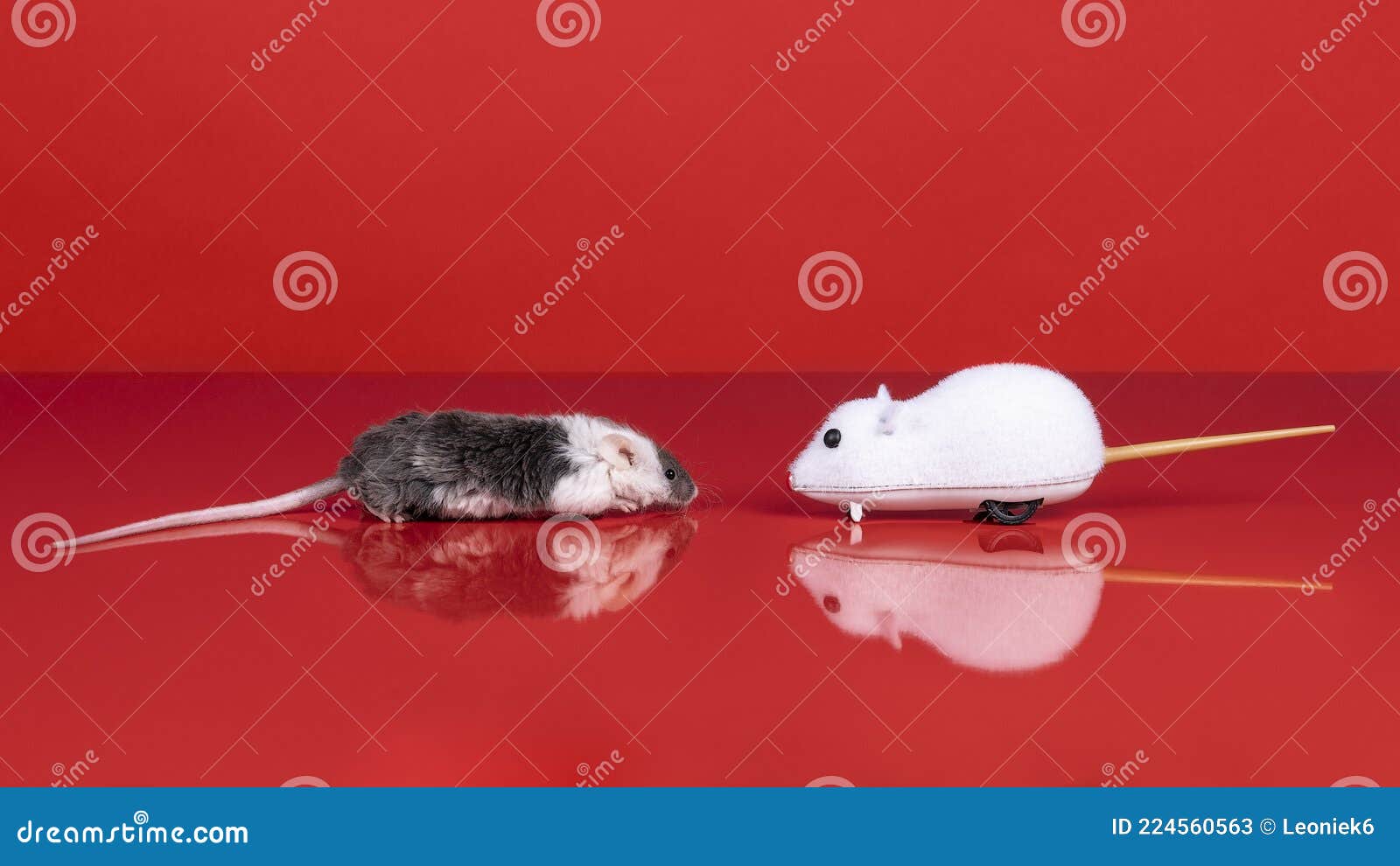 A Grey and White Real Mouse Meets a Wind Up Toy Mouse in a Red Setting ...