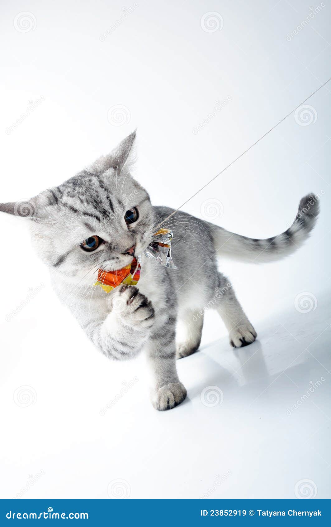 Grey White Scottish Kitten Playing Stock Image - Image of grey, posing ...