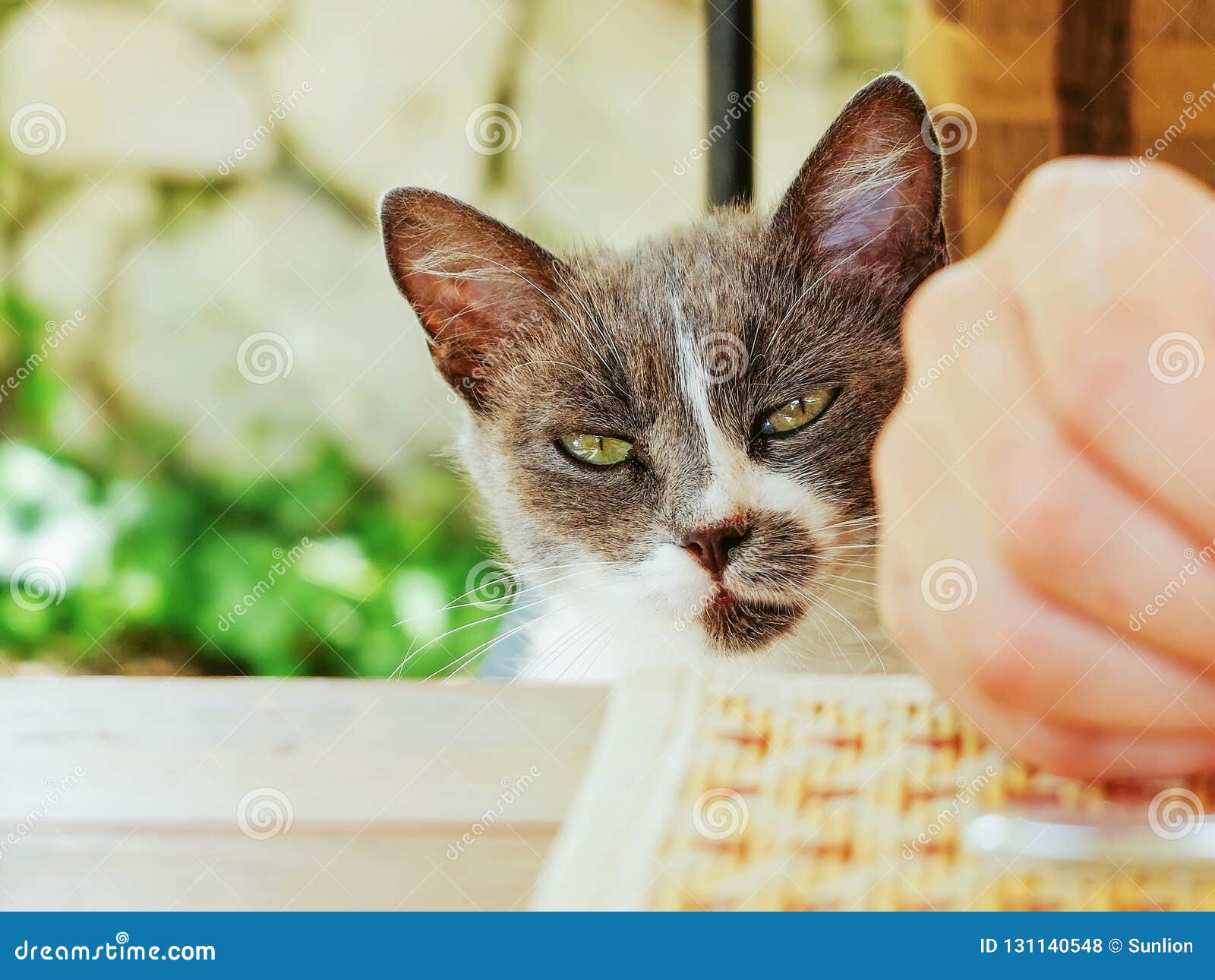 Stray Cat Asking for Food and Attention Stock Photo - Image of nature ...