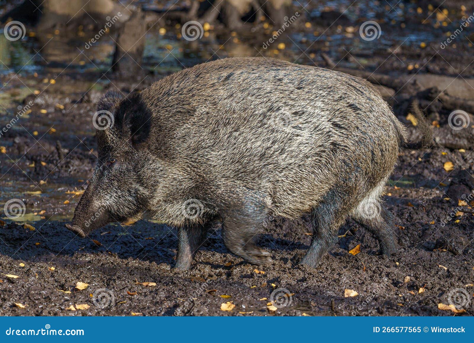 Grey Wild Boar Walking on the Muddy Ground Stock Image - Image of ...