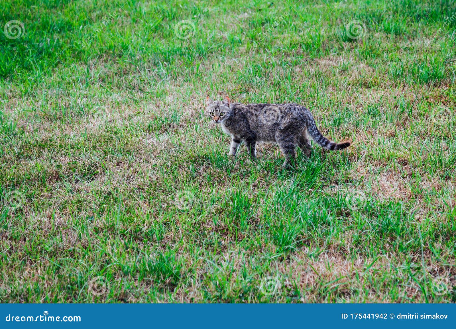 Grey Wild Cat on Green Grass Nature Stock Photo - Image of full ...