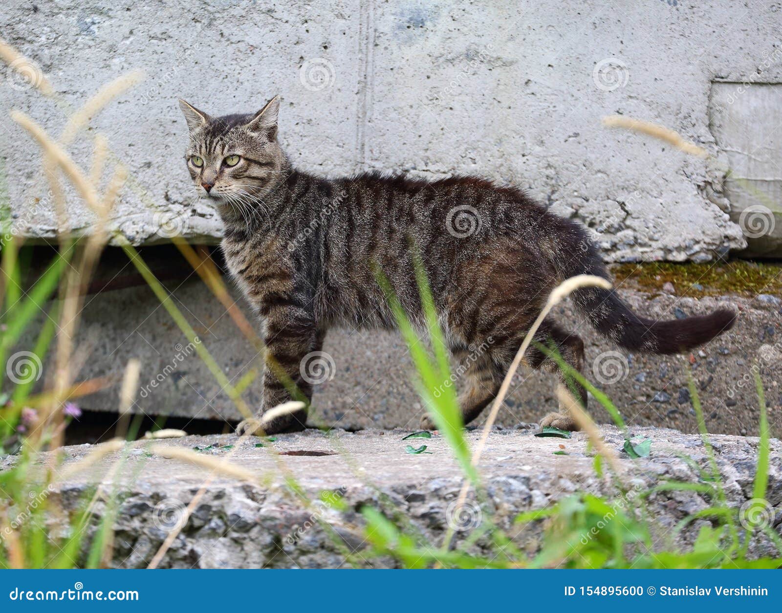 Grey Wildcat on an Old Concrete Slab Stock Photo - Image of grey ...