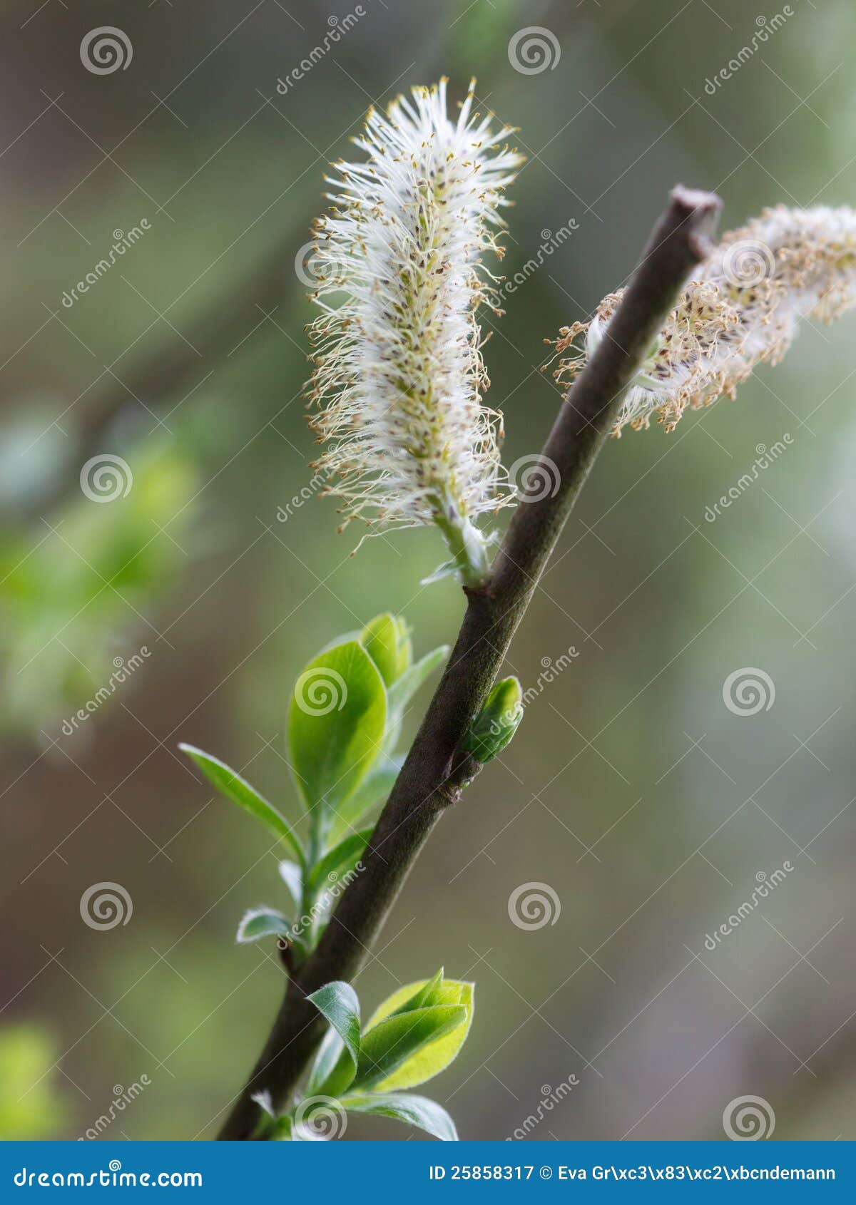 Grey Willow stock image. Image of spring, focus, grey - 25858317