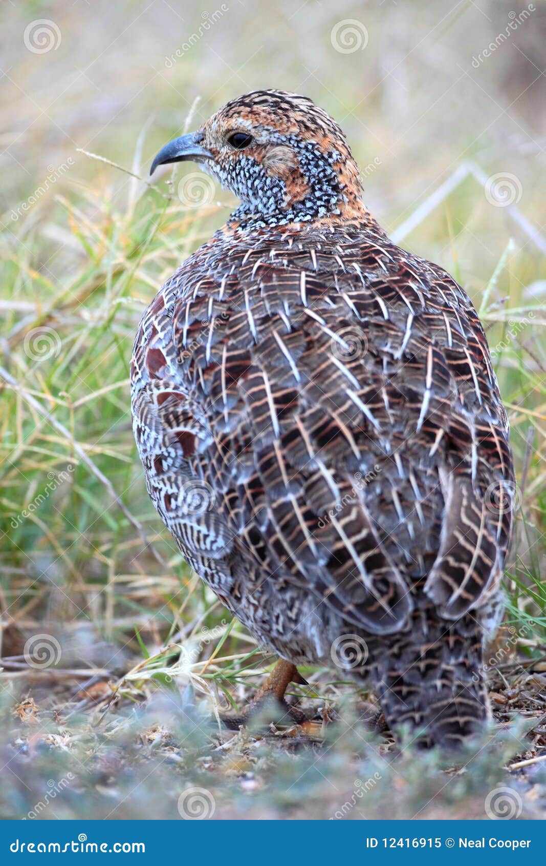 Grey Winged Francolin stock image. Image of bird, africa - 12416915