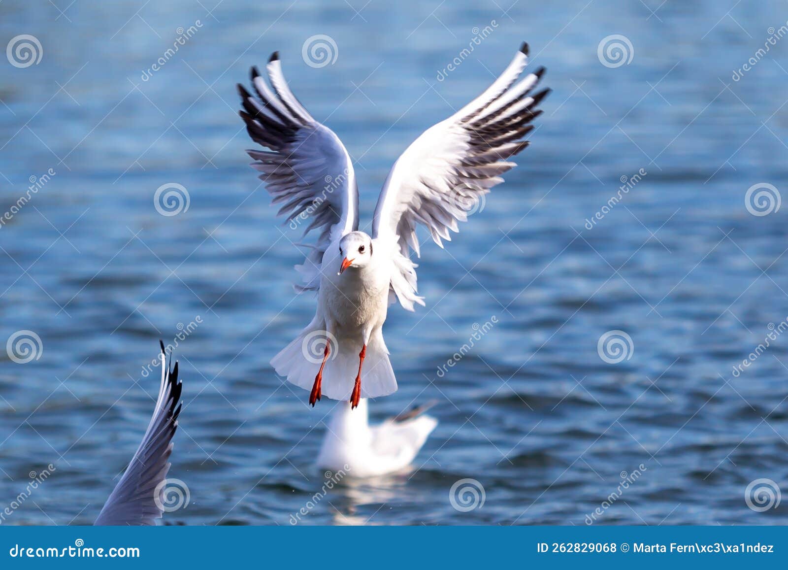 Grey-winged Gull in Flight Over a Pond. Small Birds. Sea Birds Stock ...
