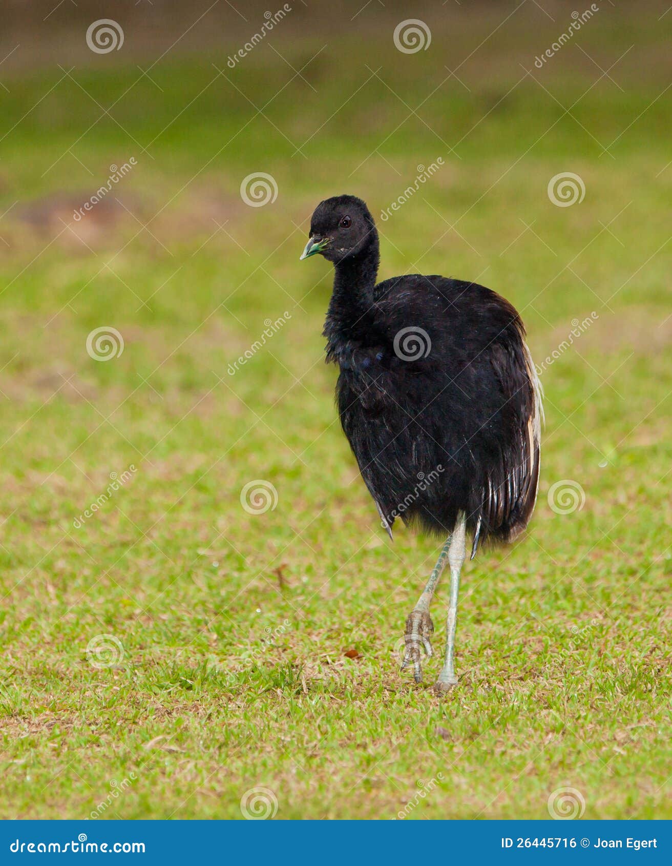 Psophiidae Stock Photos - Free & Royalty-Free Stock Photos from Dreamstime