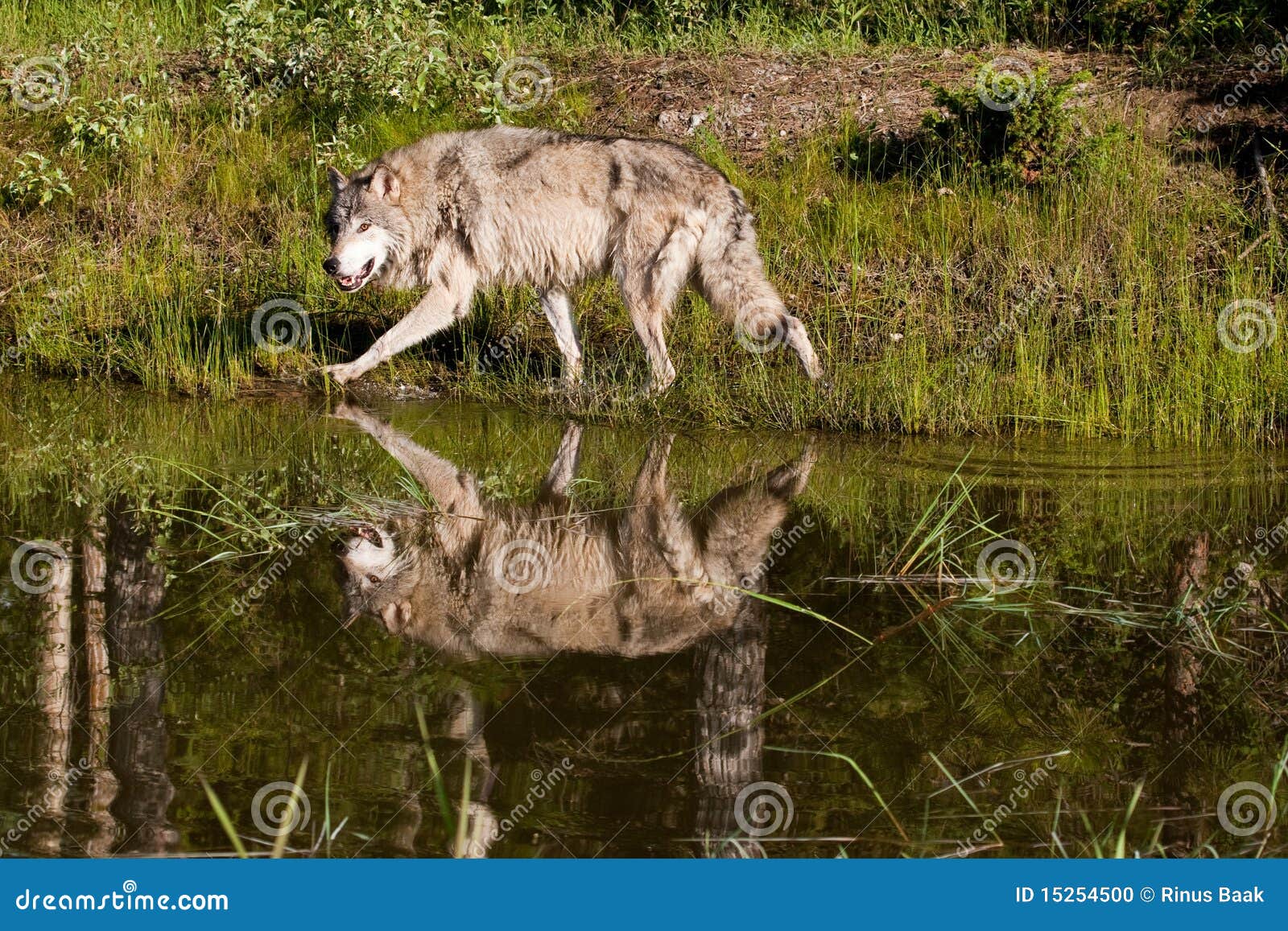148 Grey Wolf Prowl Stock Photos - Free & Royalty-Free Stock Photos ...