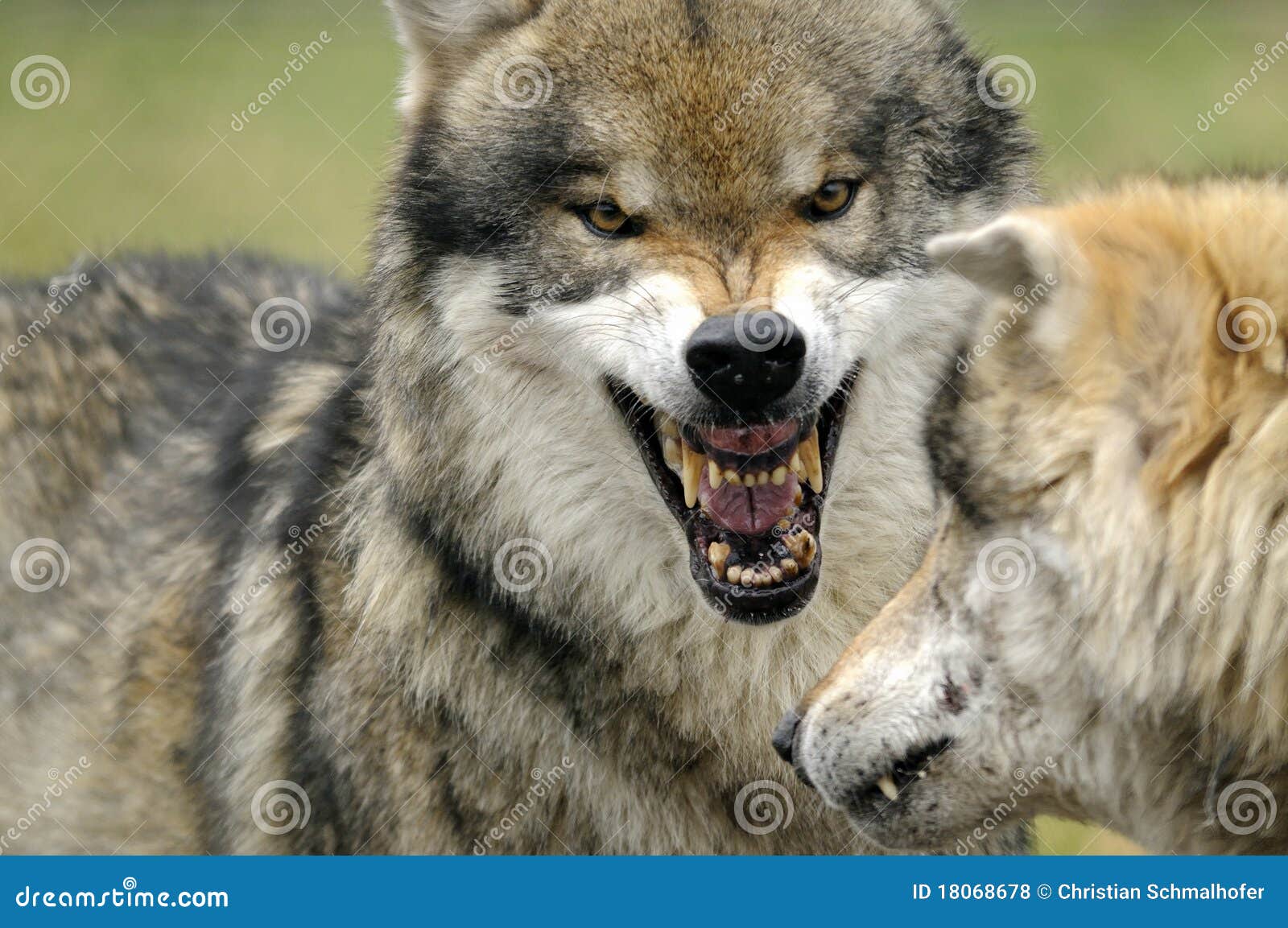 Grey Wolf Stock Photography | CartoonDealer.com #18068678