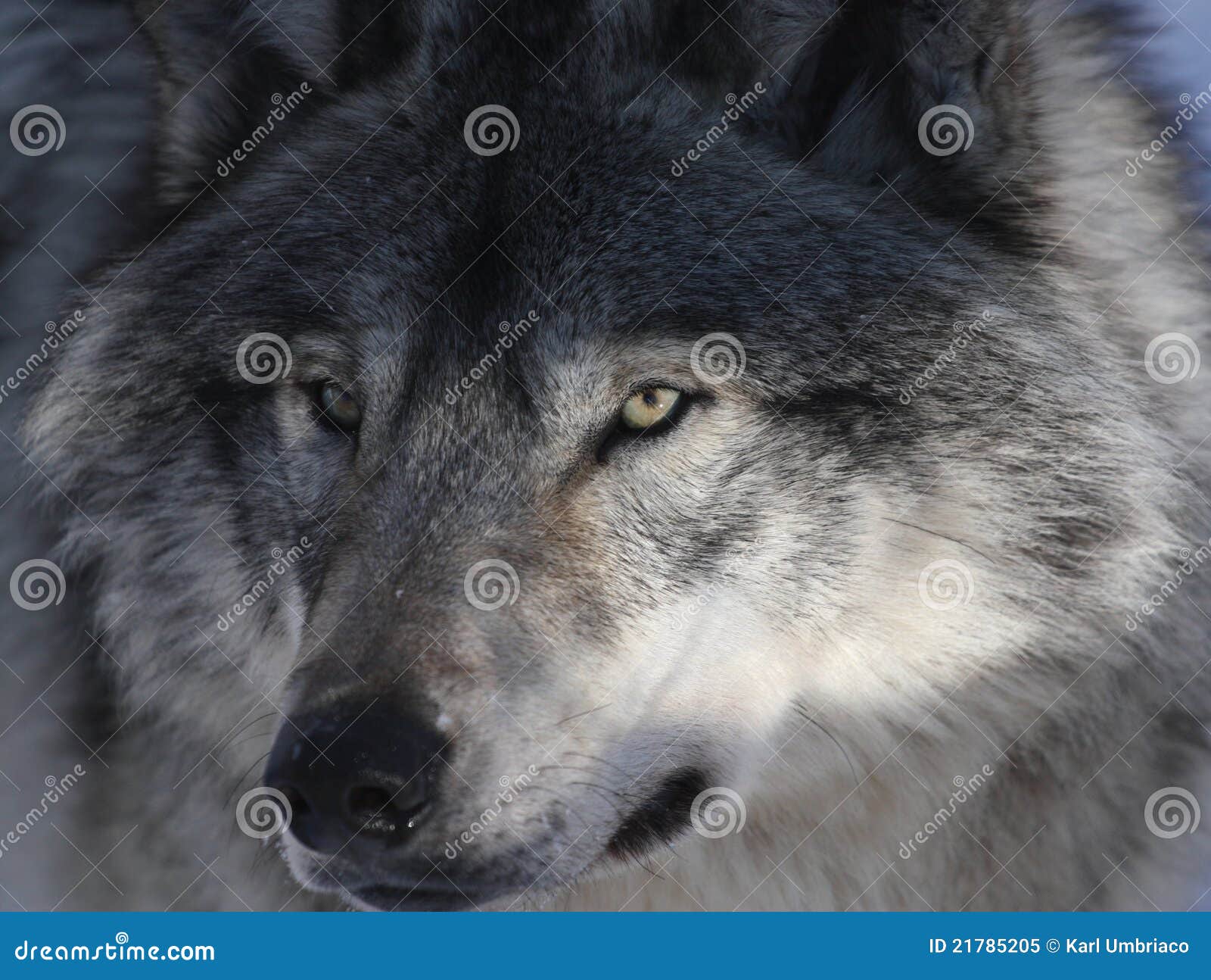 Grey Wolf Face Stock Images - 3,147 Photos