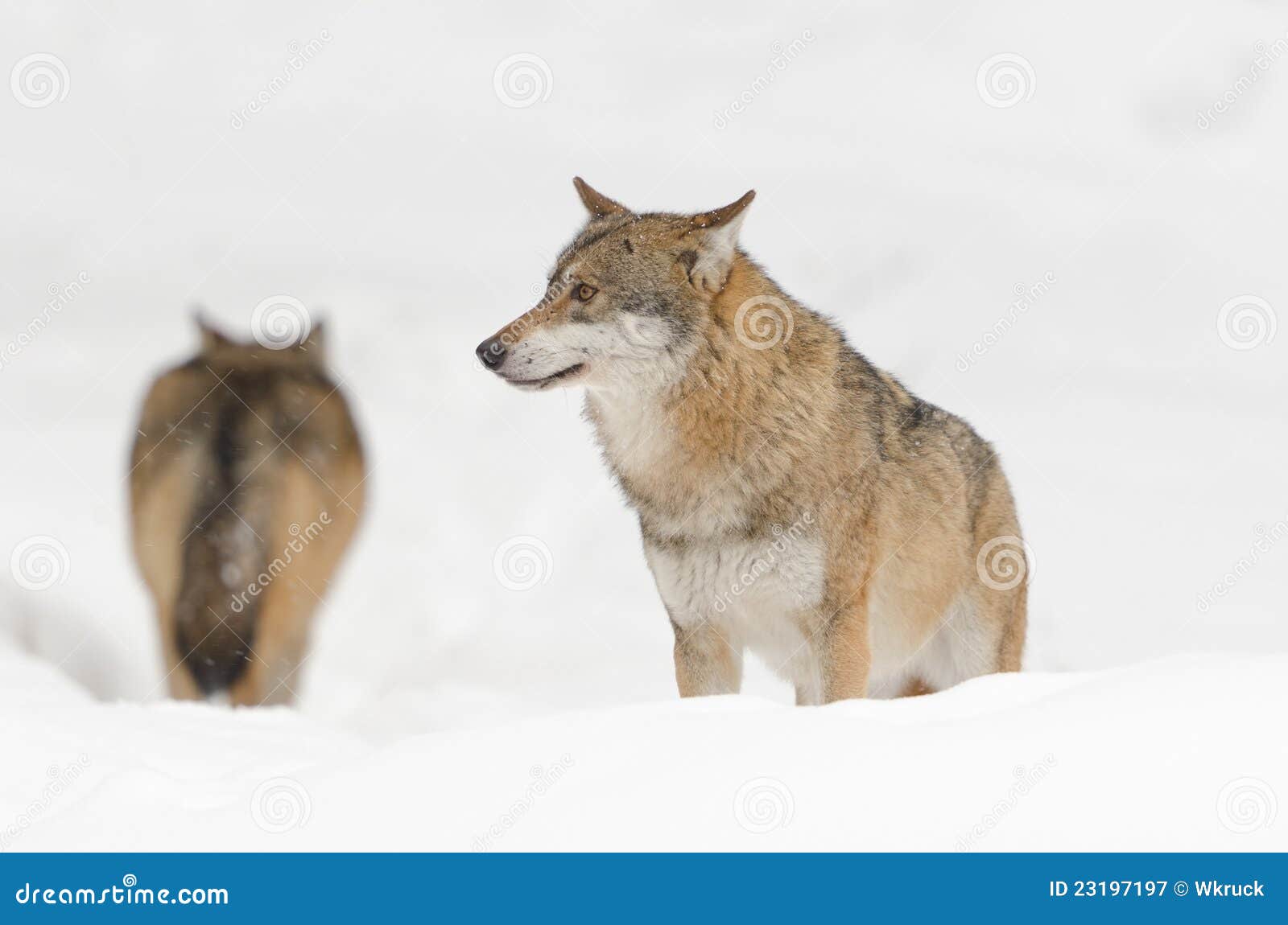 Grey wolf stock image. Image of wolves, group, pack, lupus - 23197197